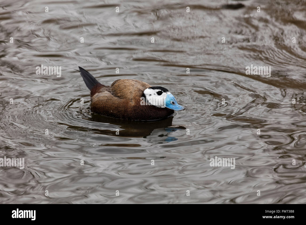 Duck with blue bill hi-res stock photography and images - Alamy