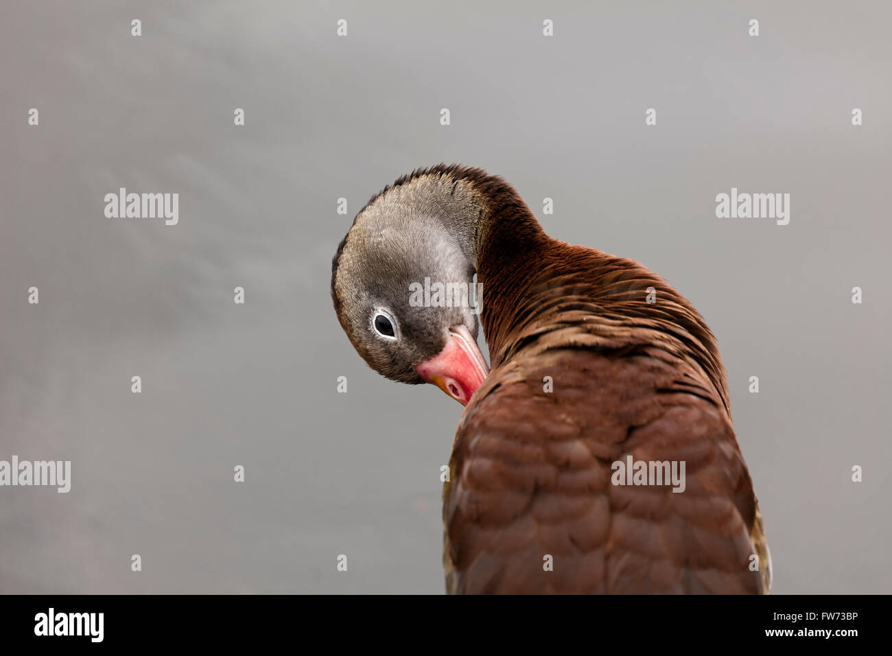 Red beaked duck with brown feathers and plumage Stock Photo - Alamy