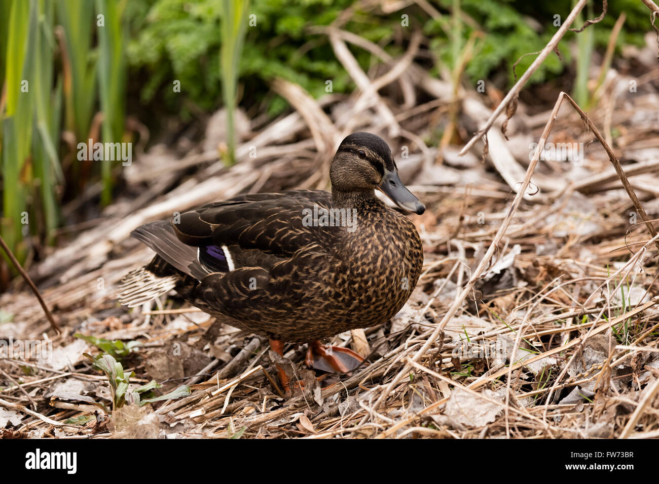 Female mallard duck Stock Photo - Alamy