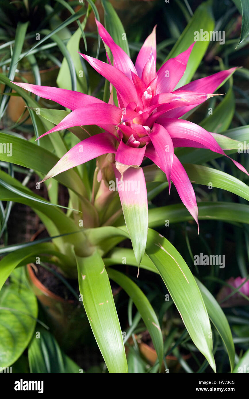 Aechmea fasciata, Bromeliads tropical Rain forest flower Stock Photo ...