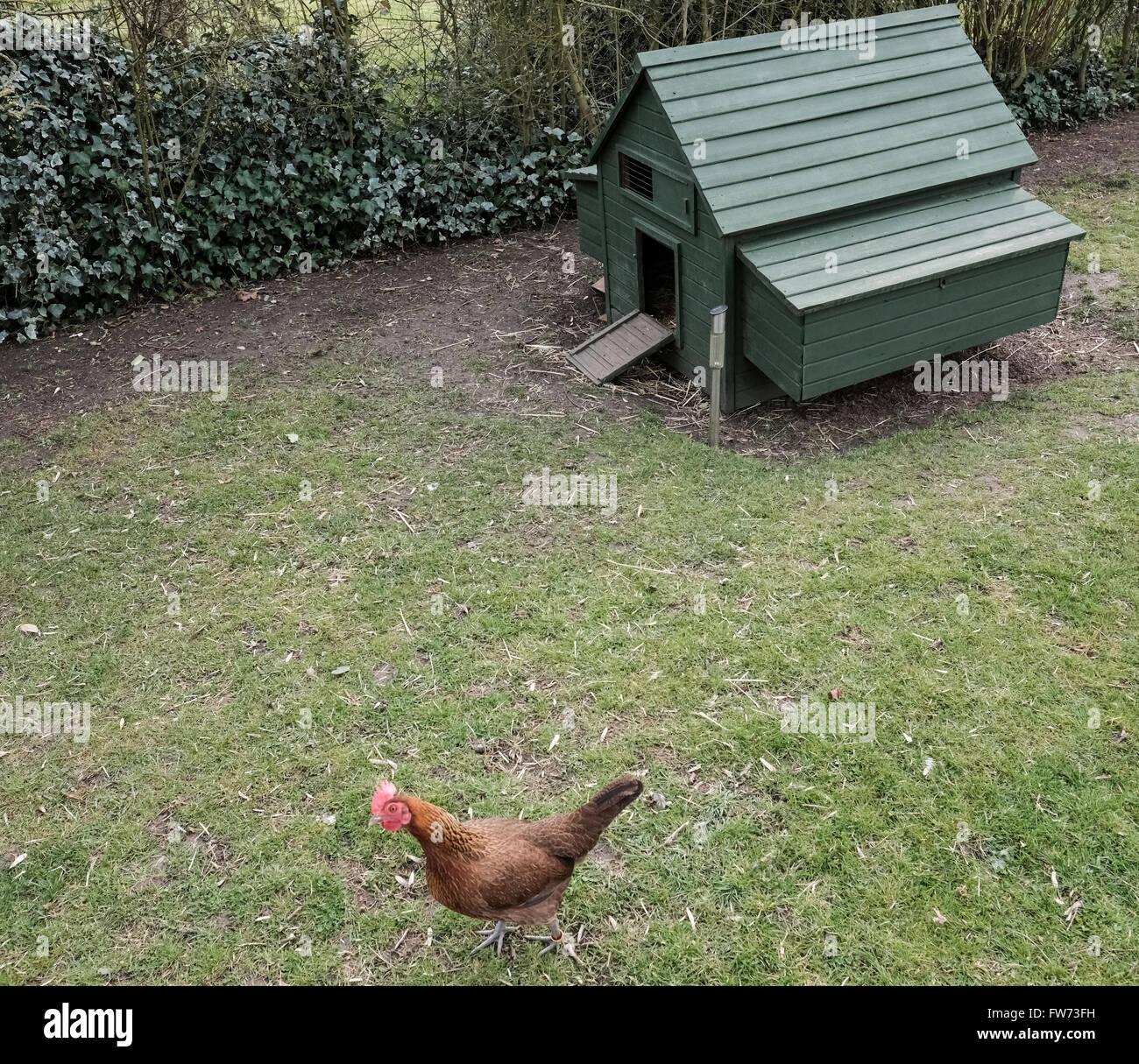 Home made chicken house seen in a summer garden setting Stock Photo - Alamy