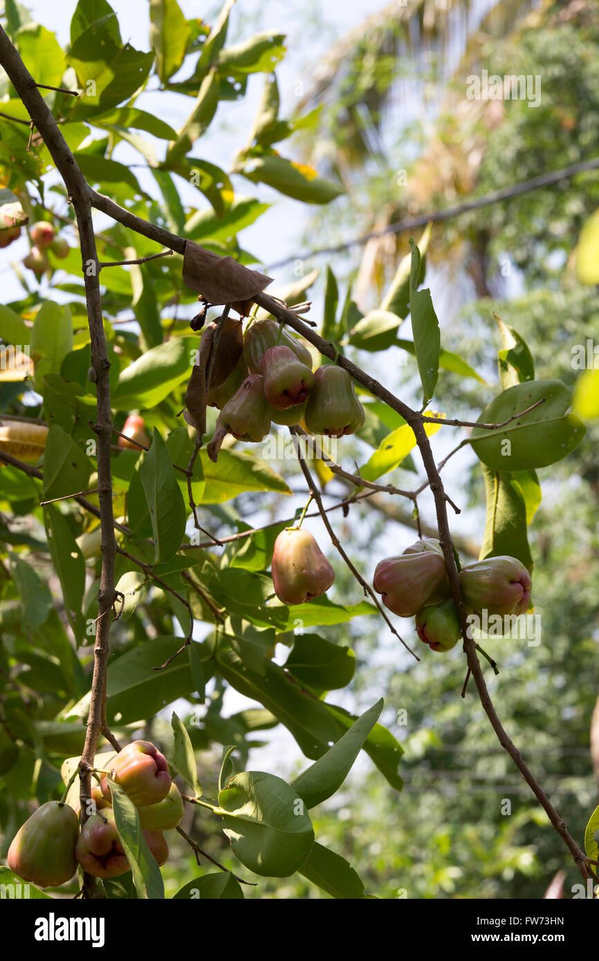 Chom poo hi-res stock photography and images - Alamy