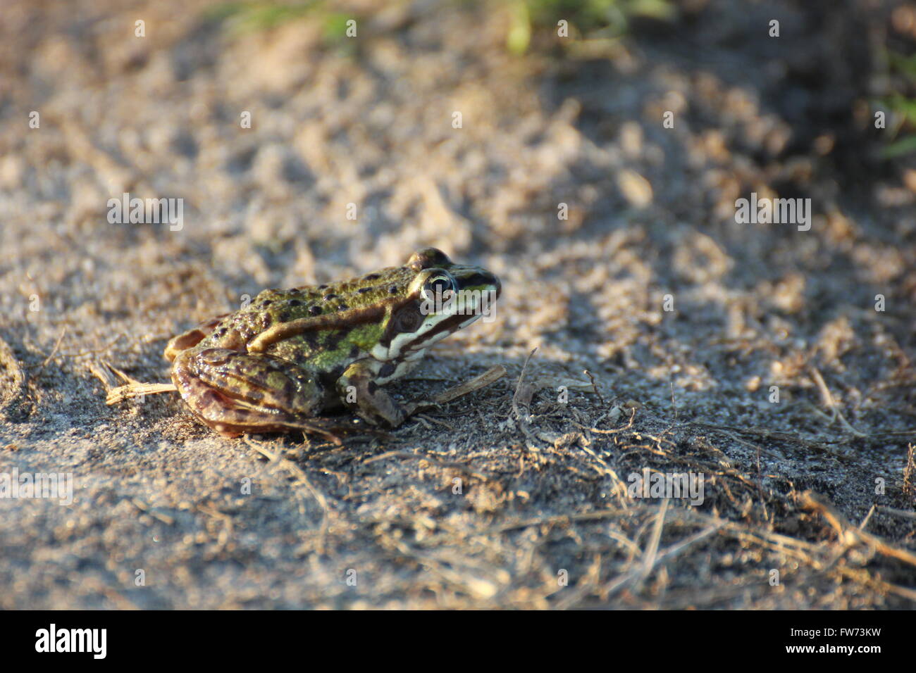 Beige frog hi-res stock photography and images - Alamy