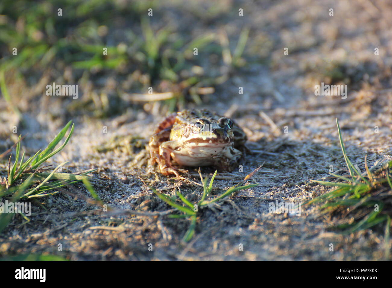Small frog sitting on ground hi-res stock photography and images - Alamy