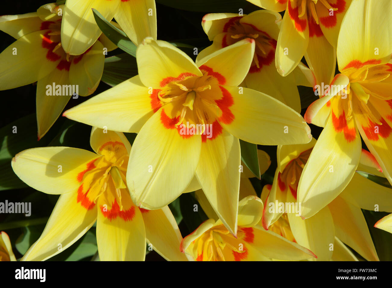 tulipa cape cod Greigii Tulip Stock Photo - Alamy