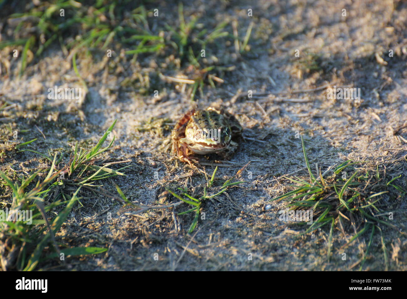 Common sand frog hi-res stock photography and images - Alamy