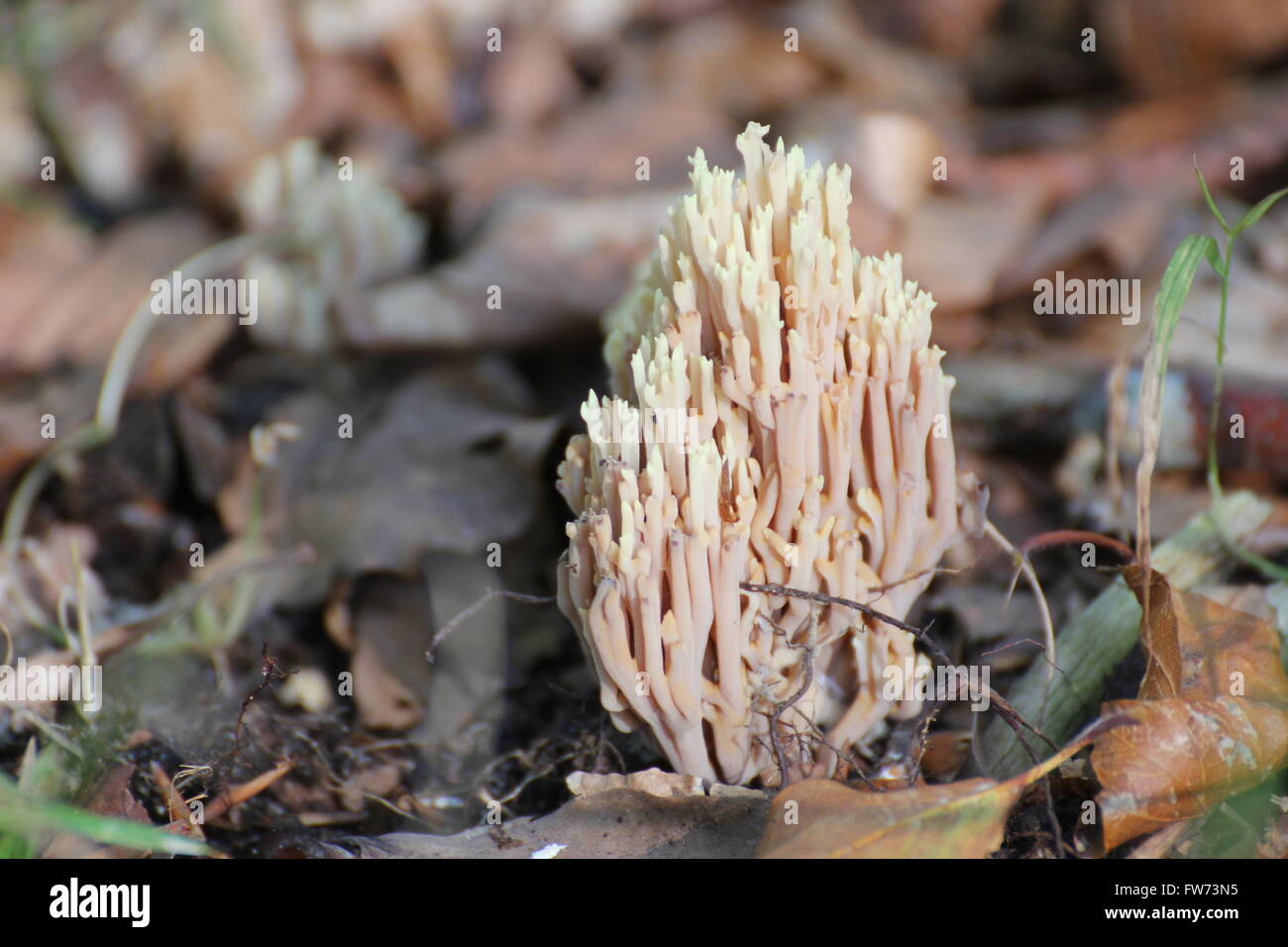 Coral mushroom (genus Ramaria) on the ground between leaves Stock Photo ...