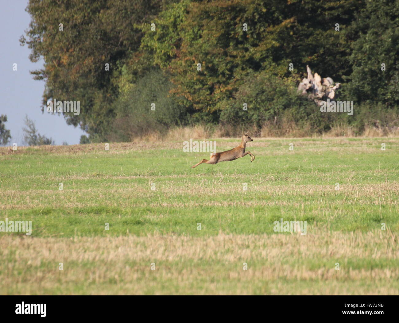 European flee hi-res stock photography and images - Alamy