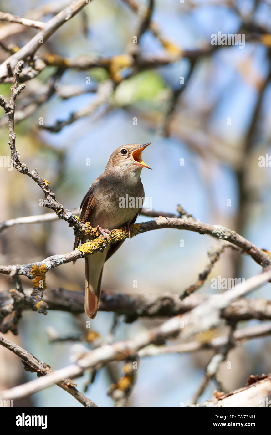 Nightingale singing tree hi-res stock photography and images - Alamy