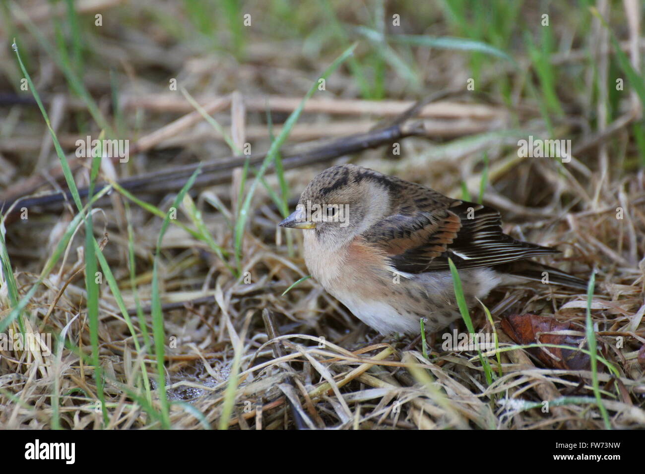 Female brambling (Fringilla montifringilla) between grass and straws ...