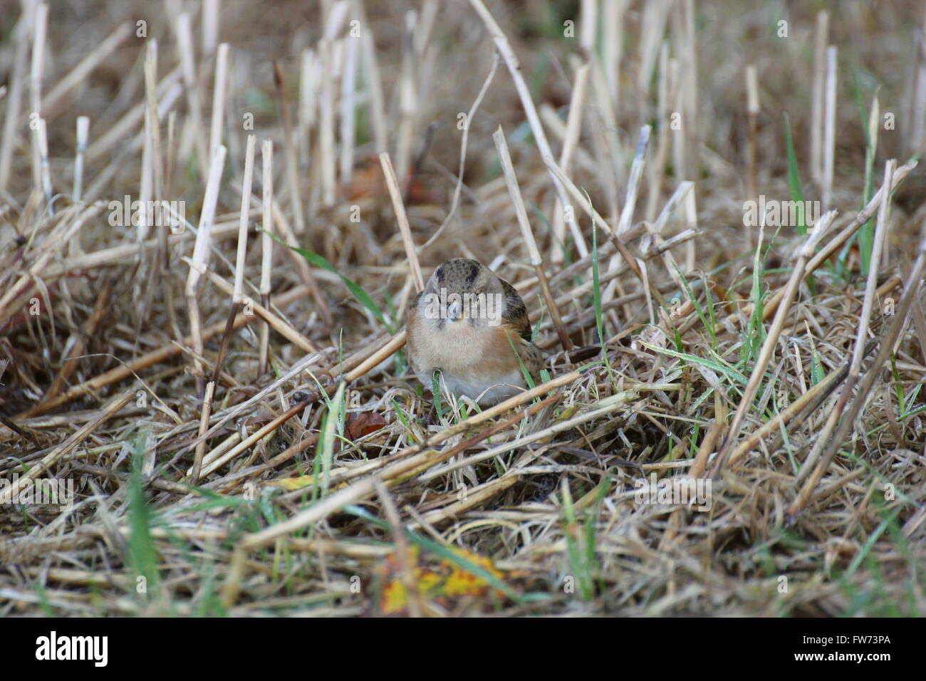 Female brambling (Fringilla montifringilla) between grass and straws ...
