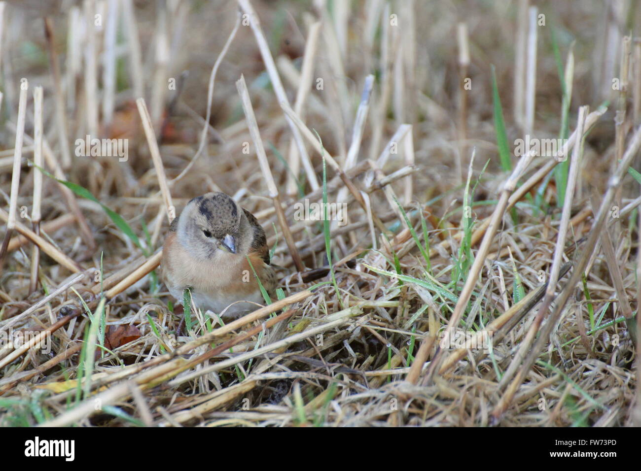 Brambling image hi-res stock photography and images - Alamy
