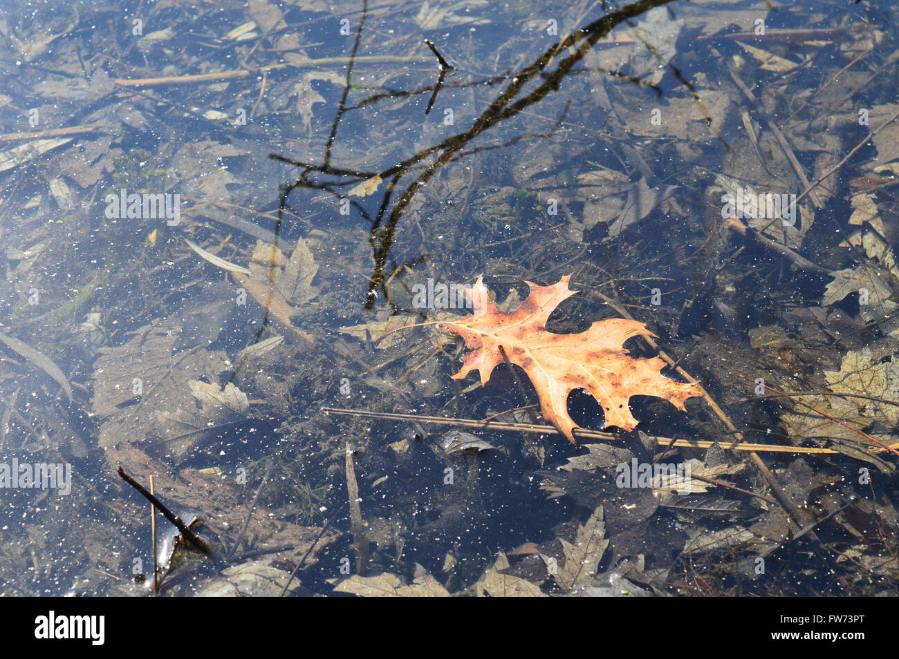 Floating Oak Leaf Stock Photo - Alamy