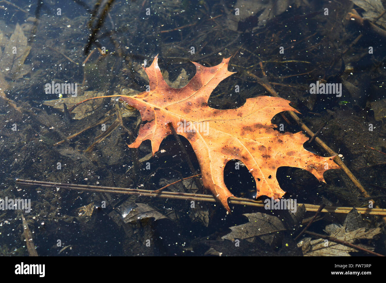 Floating Oak Leaf Stock Photo - Alamy