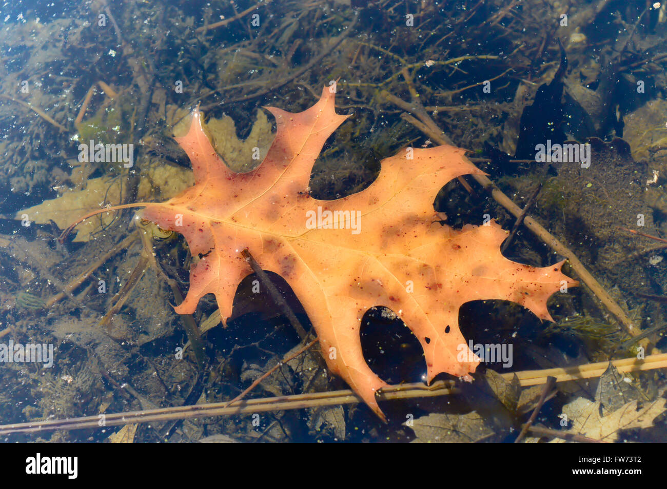 Floating Oak Leaf Stock Photo - Alamy