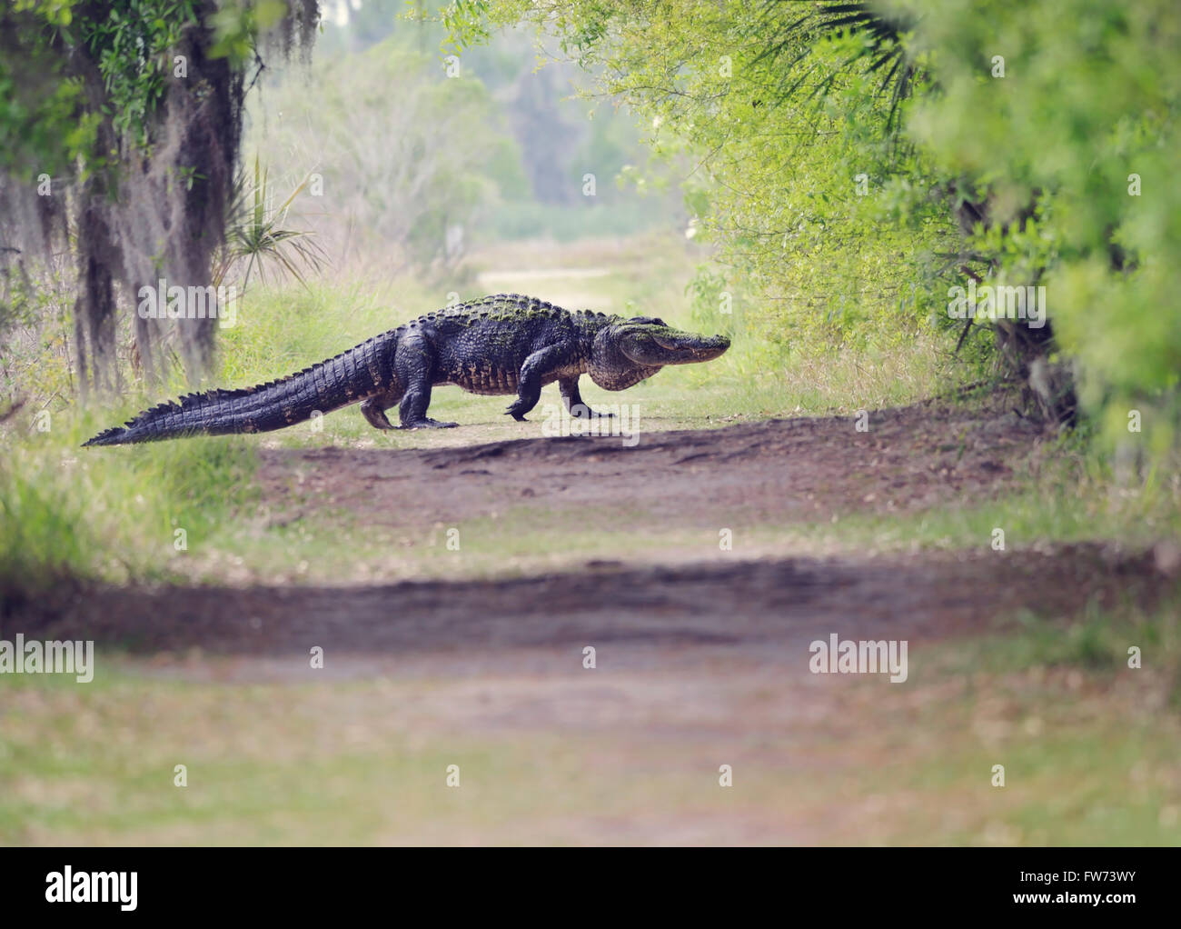 Alligator crossing the road hi-res stock photography and images - Alamy