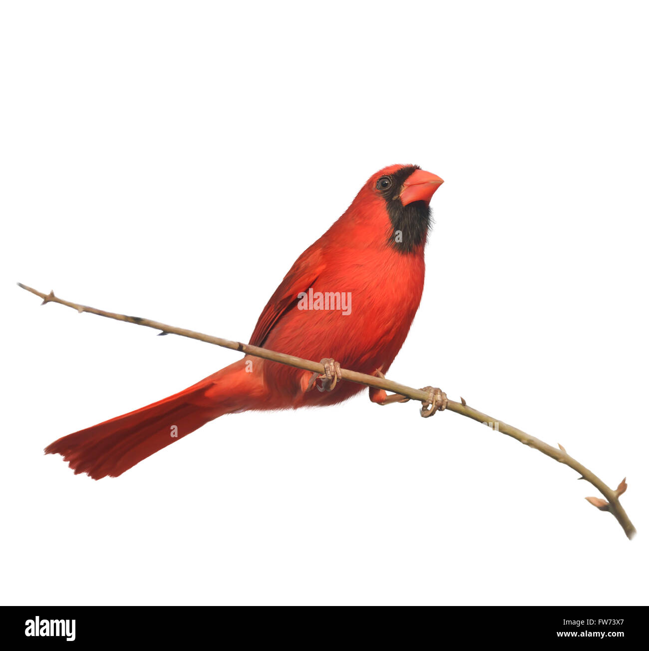 Cardinal bird Cut Out Stock Images & Pictures - Alamy