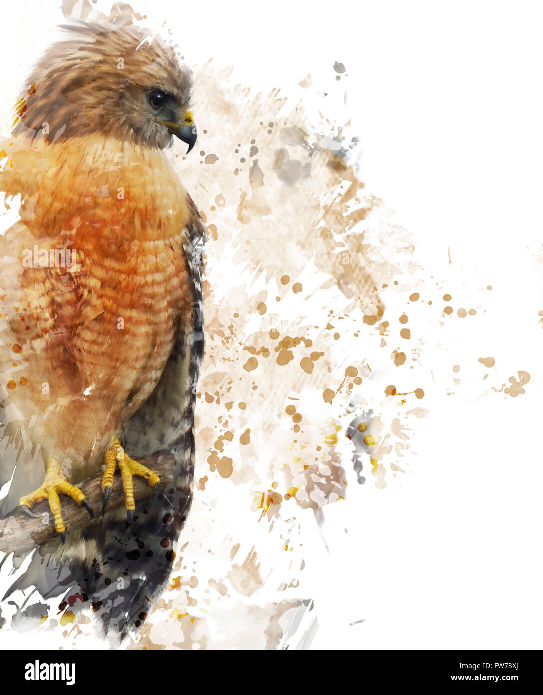 Hawk artwork hi-res stock photography and images - Alamy