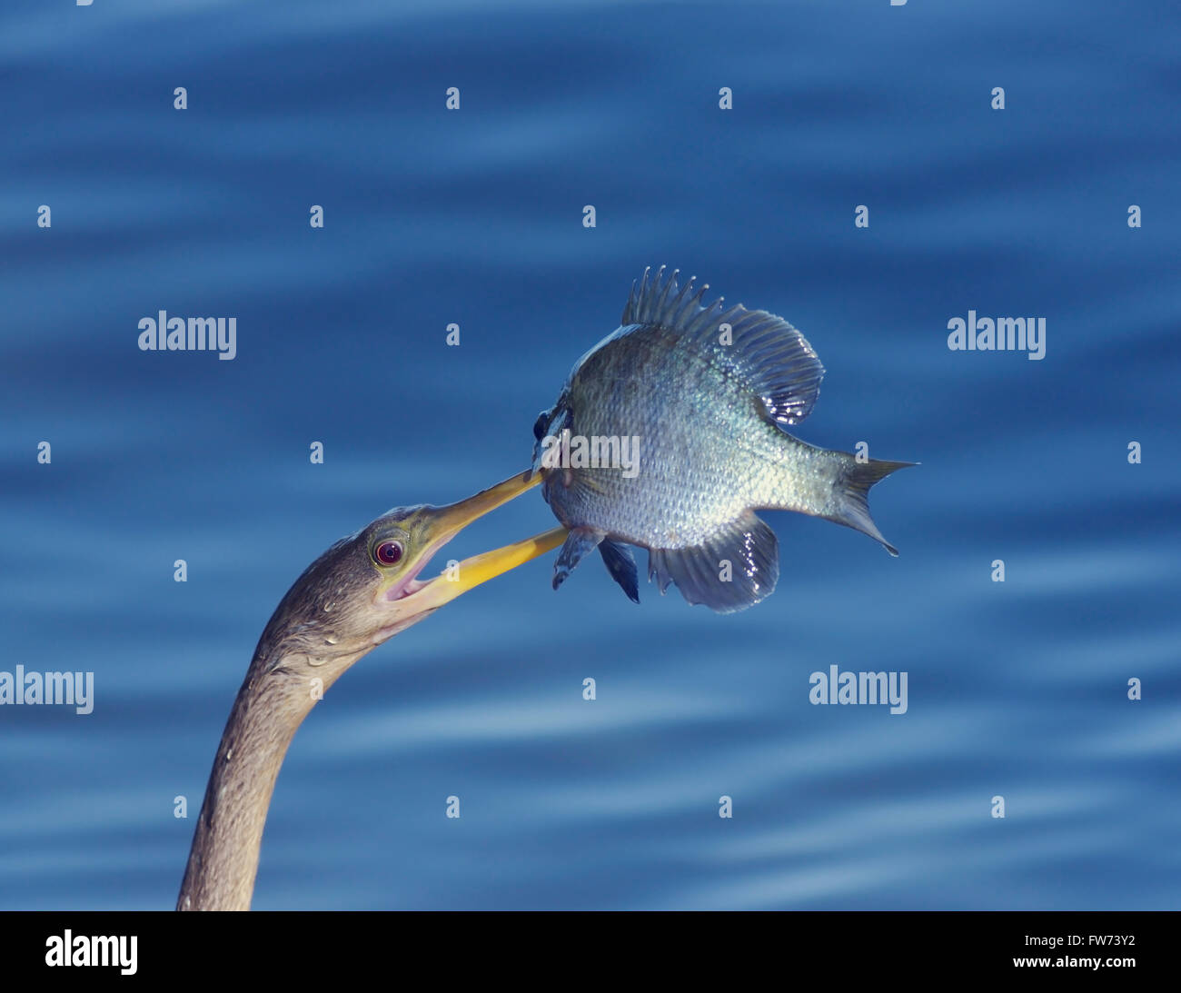 Anhinga (Anhinga anhinga) With a Fish in its Beak Stock Photo - Alamy