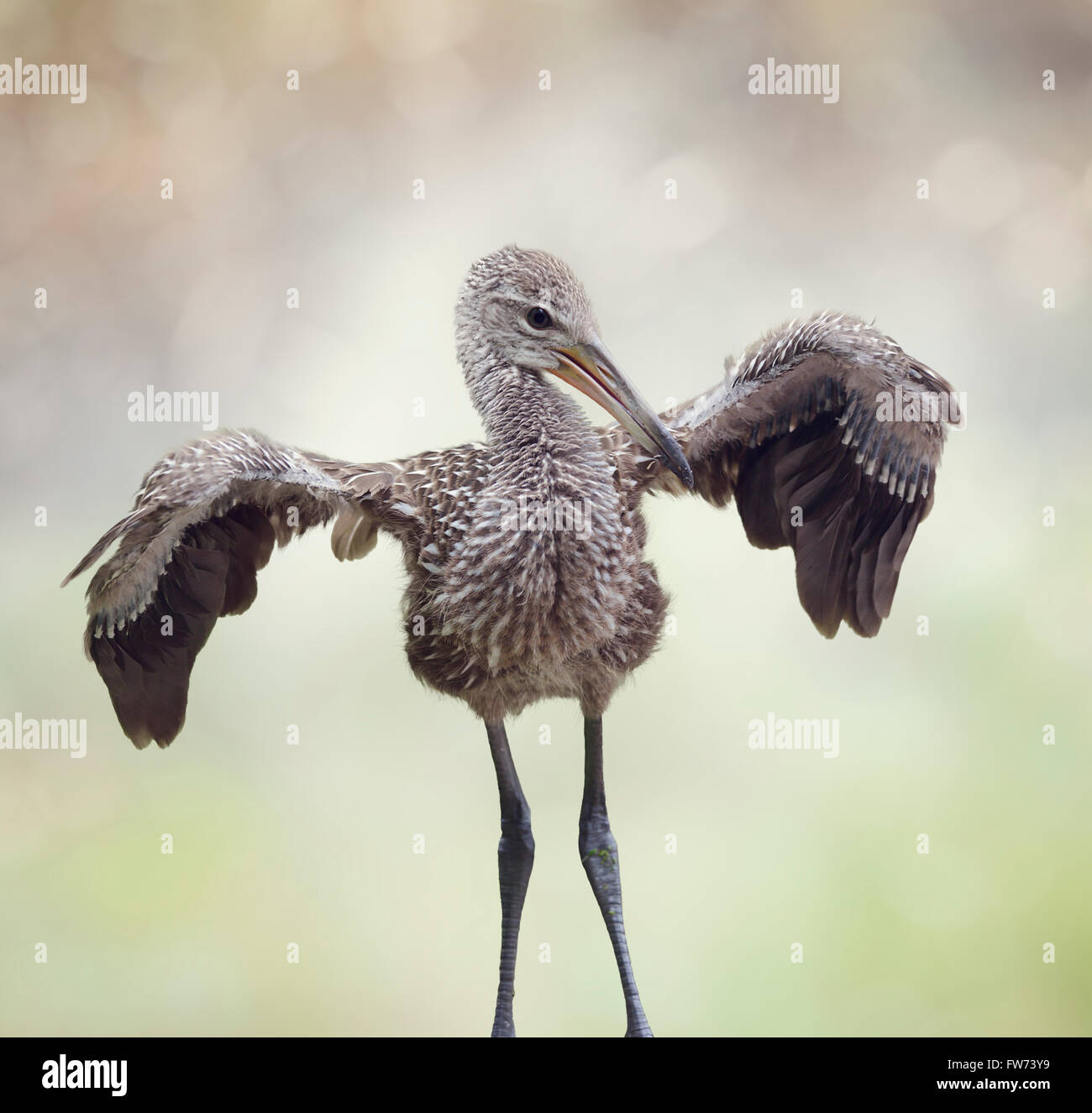 Young Limpkin in Florida Wetlands Stock Photo - Alamy