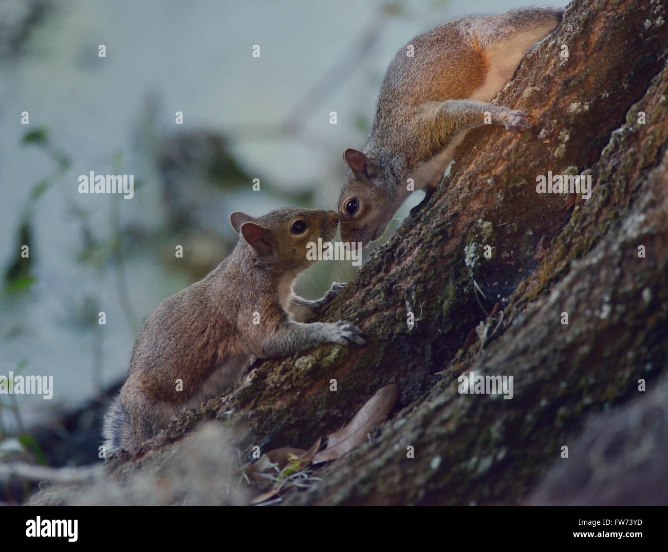 Florida tree squirrel hi-res stock photography and images - Alamy