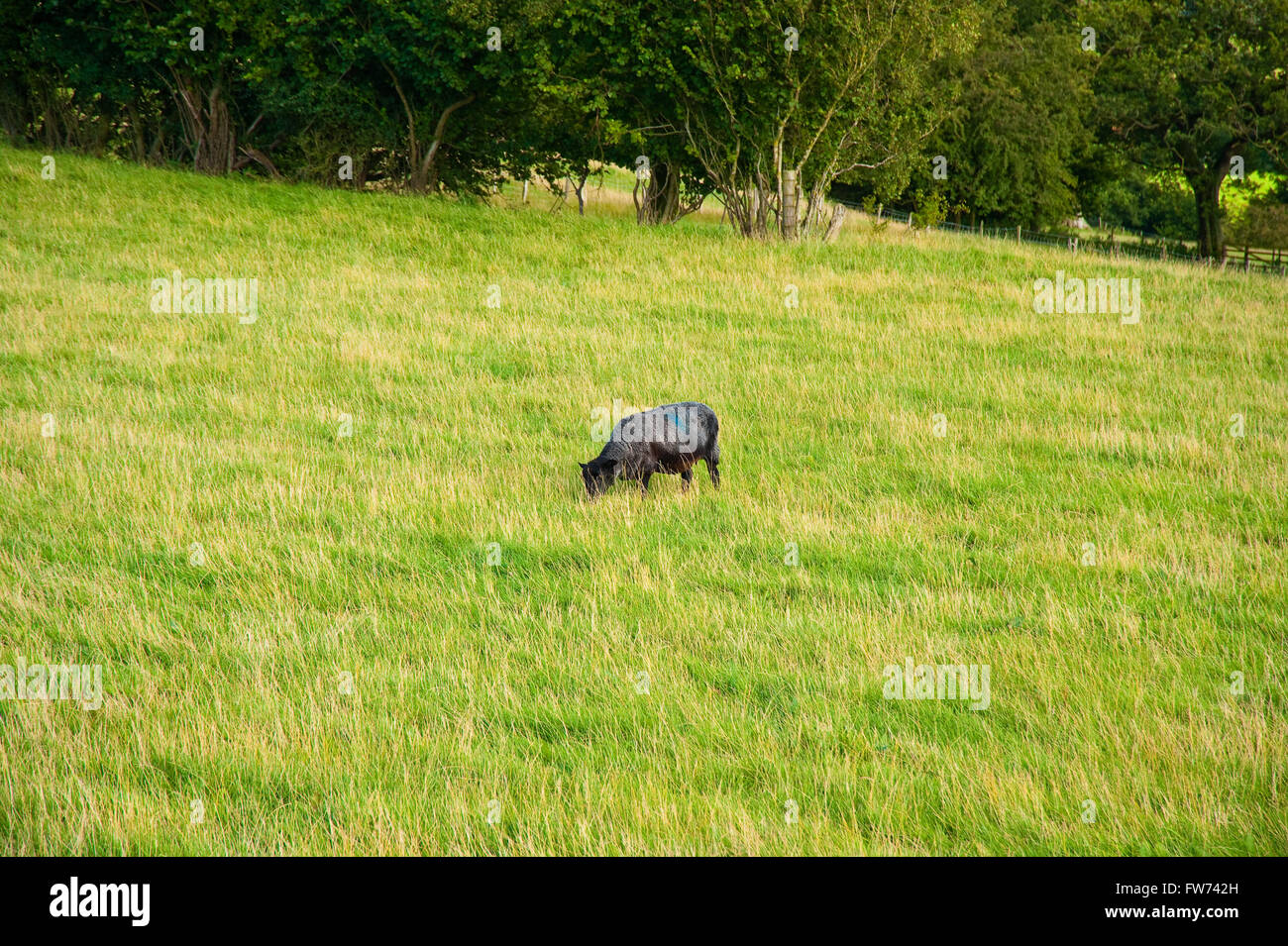 Sheep field scotland hi-res stock photography and images - Alamy