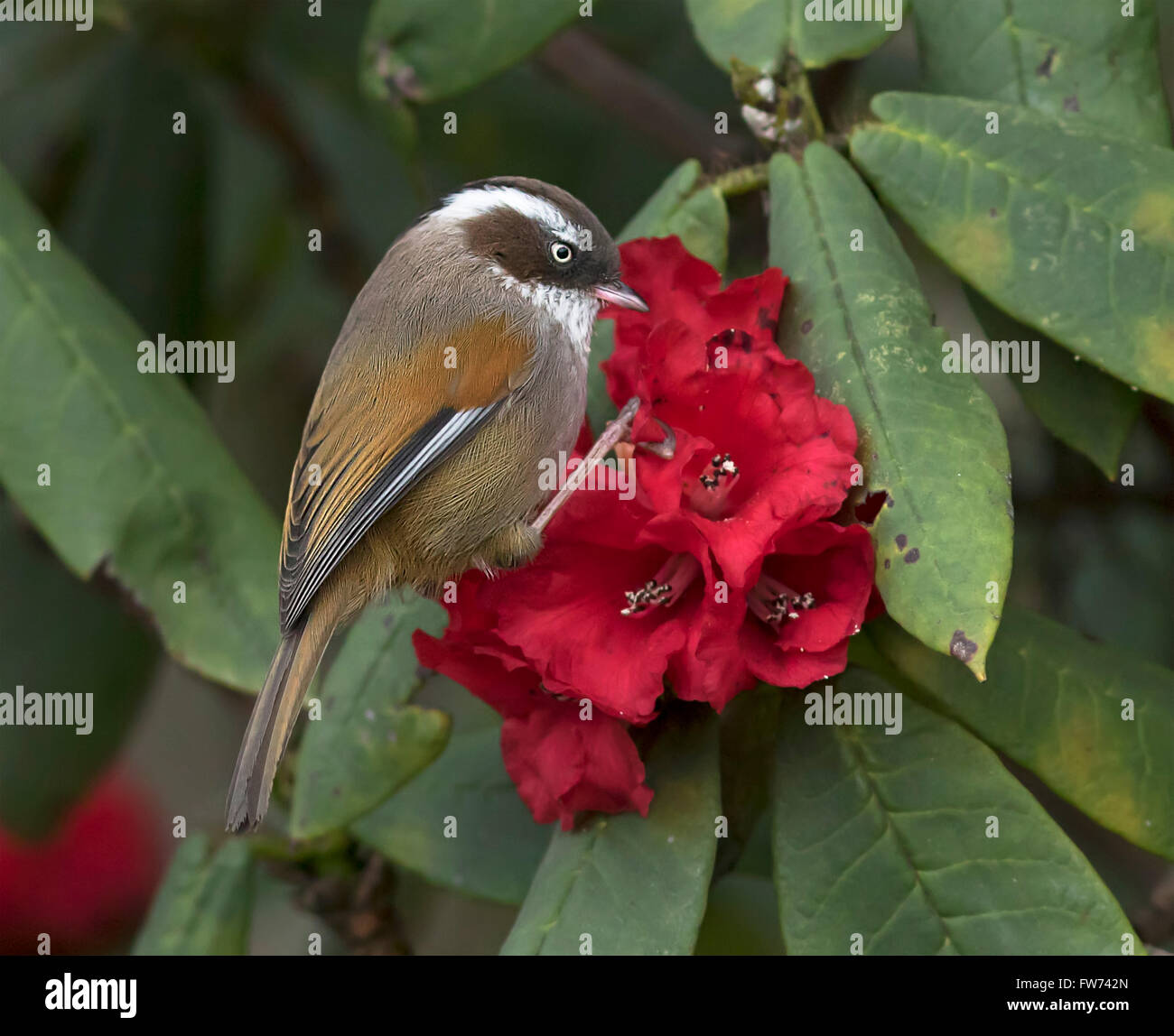 Birds on Flower, India Stock Photo - Alamy