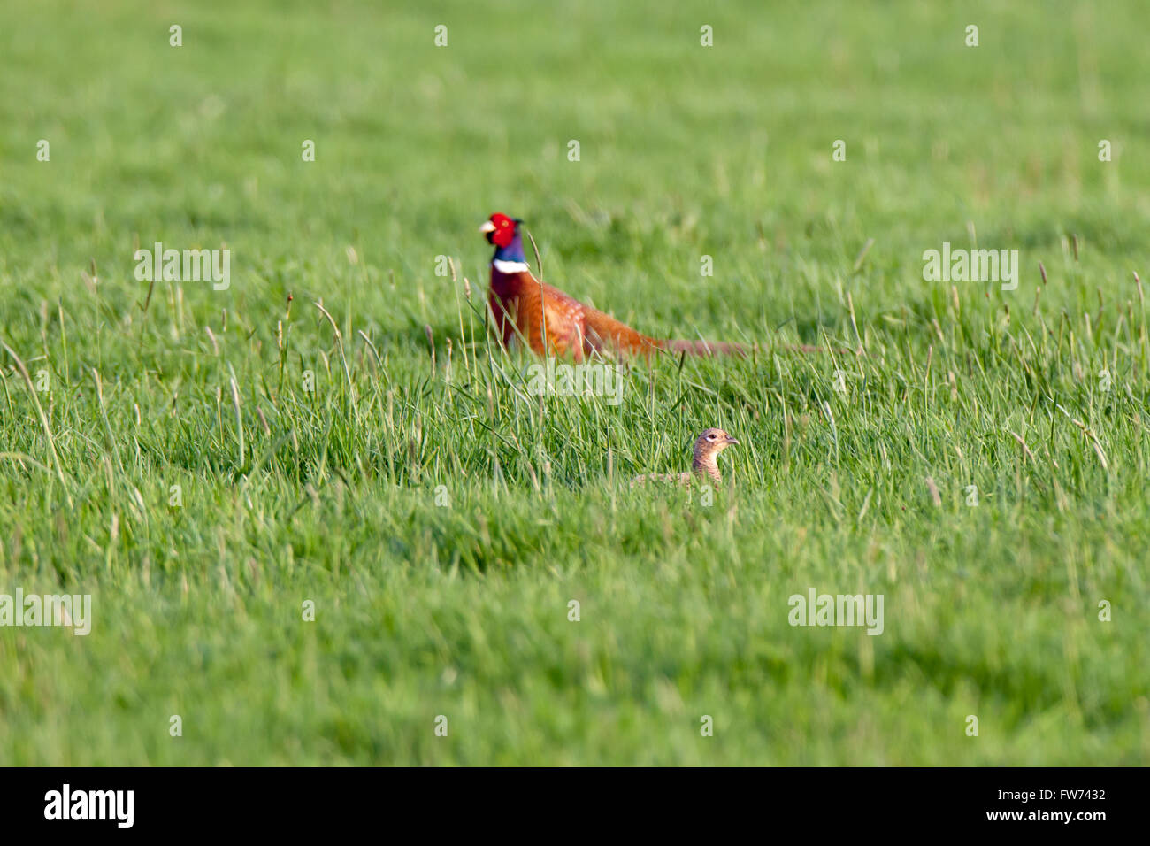 Pheasant (Phasianus colchicus). Wild bird in a natural habitat ...