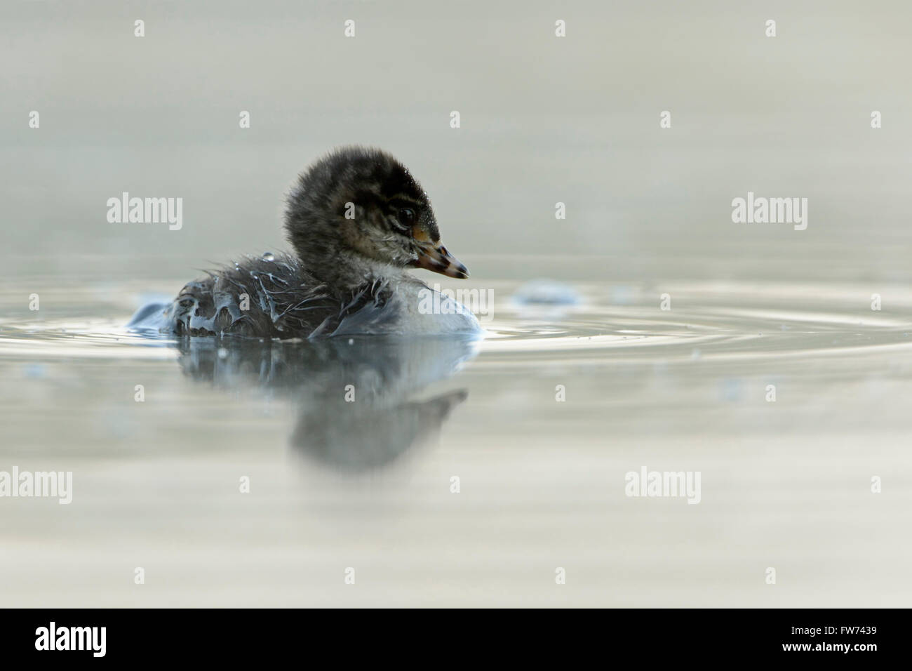 Very young Black-necked Grebe / Eared Grebe ( Podiceps nigricollis ...