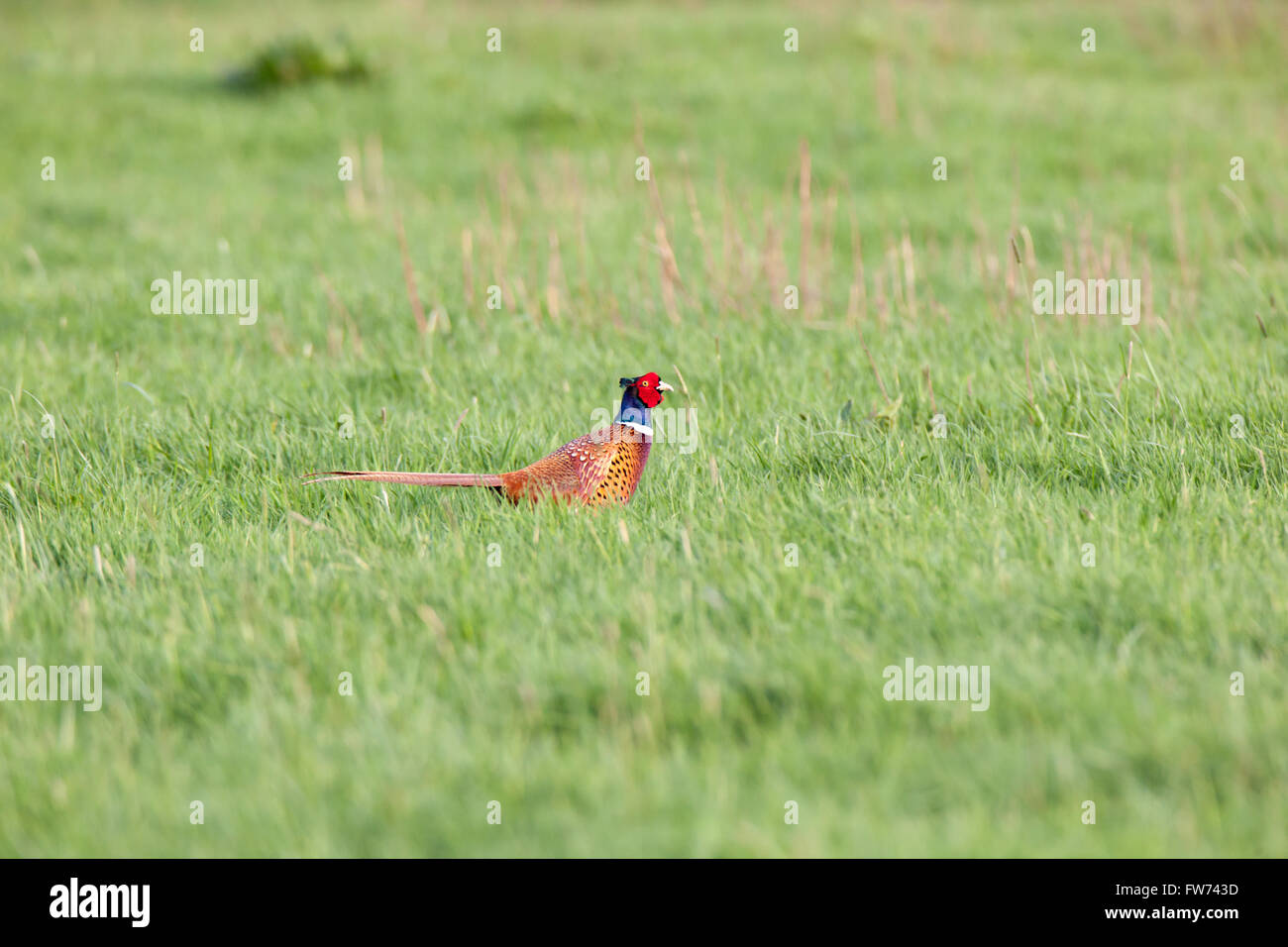 Pheasant (Phasianus colchicus). Wild bird in a natural habitat ...