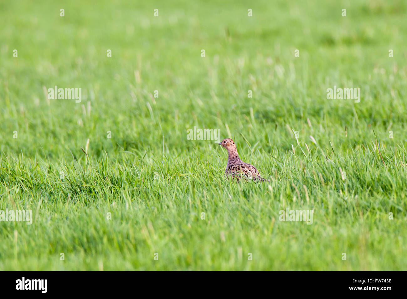 Pheasant green landscape animal wildlife hi-res stock photography and ...