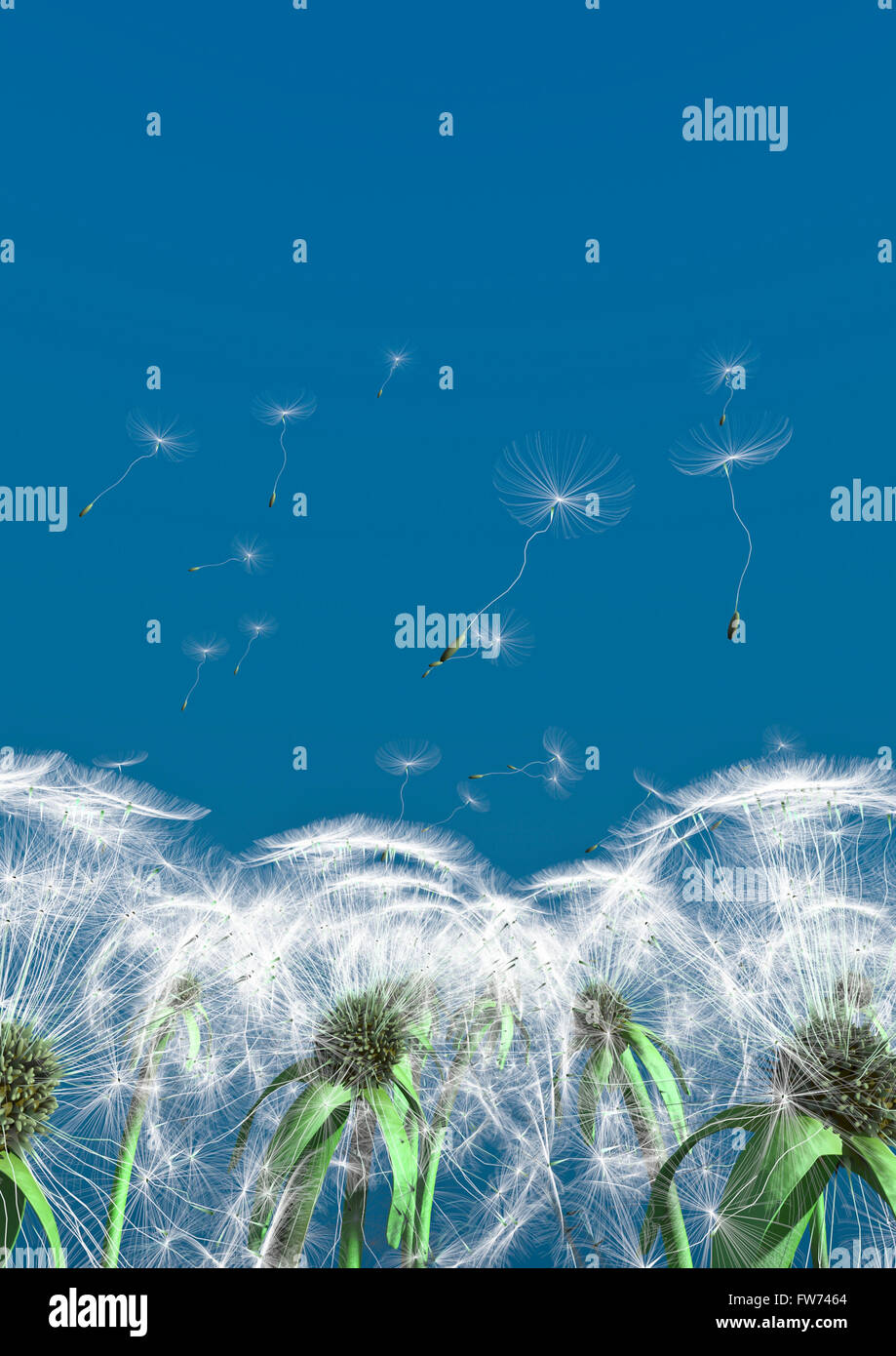 CG dandelions / 3D render of dandelions Stock Photo - Alamy