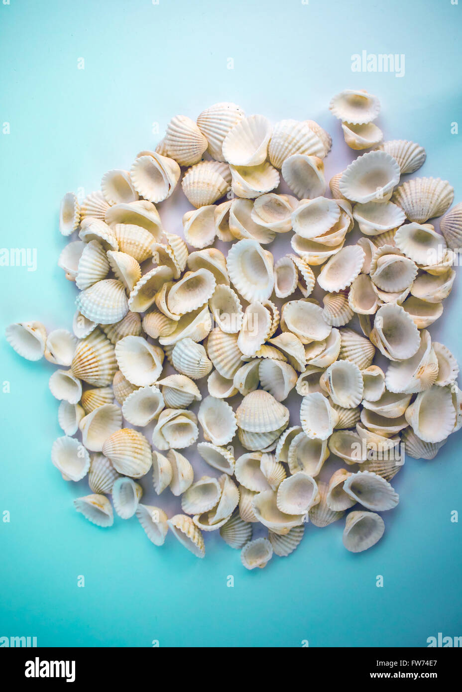 Seashell background, lots of scallop sea shells piled together Stock ...