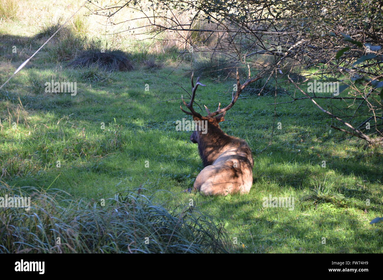 A Roosevelt Elk in the Elk Meadow of Prairie Creek Redwoods State Park ...
