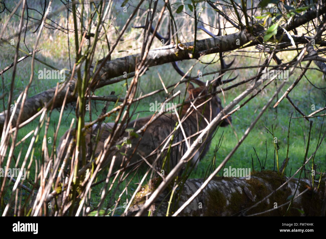 A Roosevelt Elk in the Elk Meadow of Prairie Creek Redwoods State Park ...