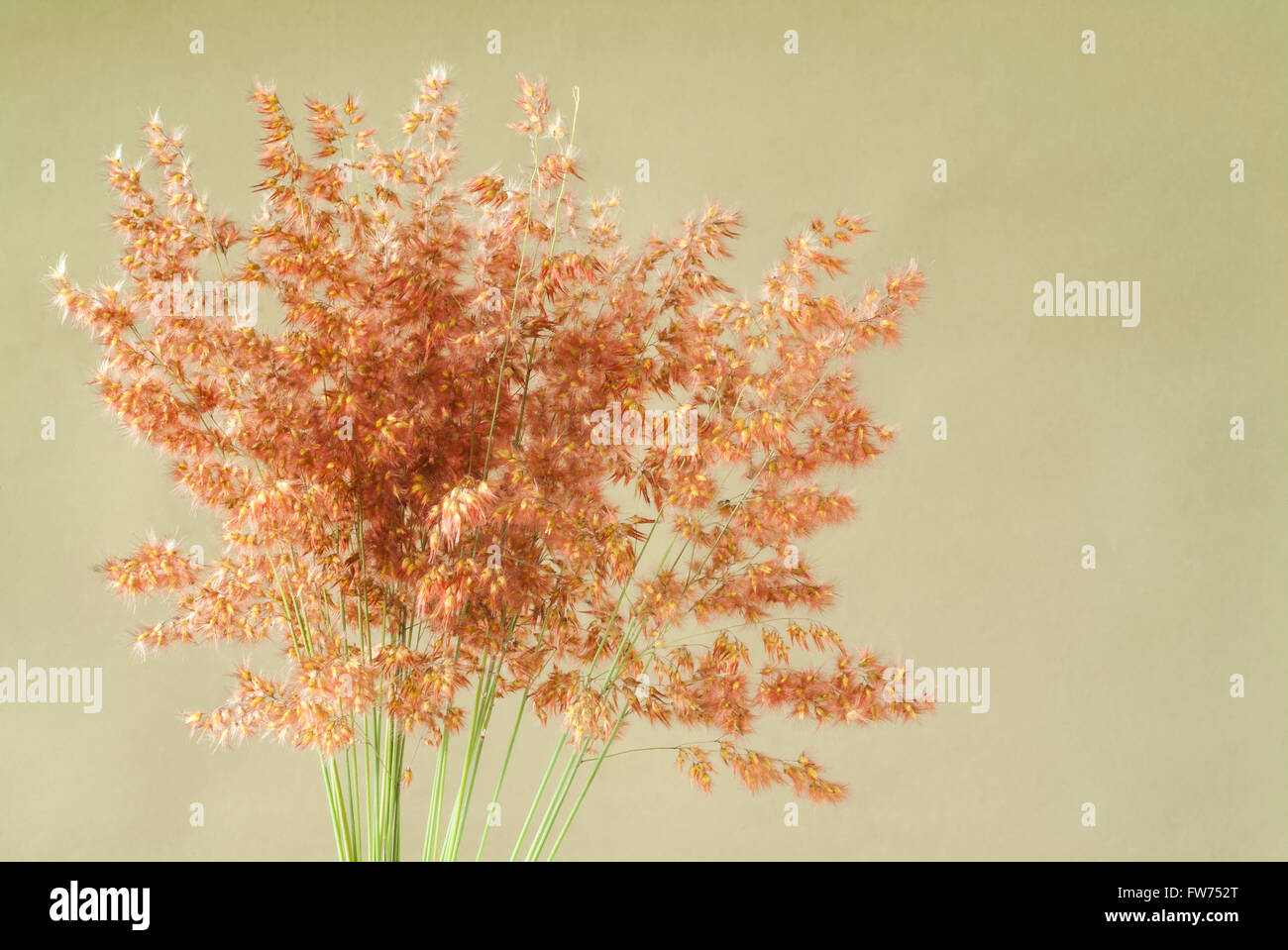 Wild,red grass on a green background with space for copy Stock Photo ...