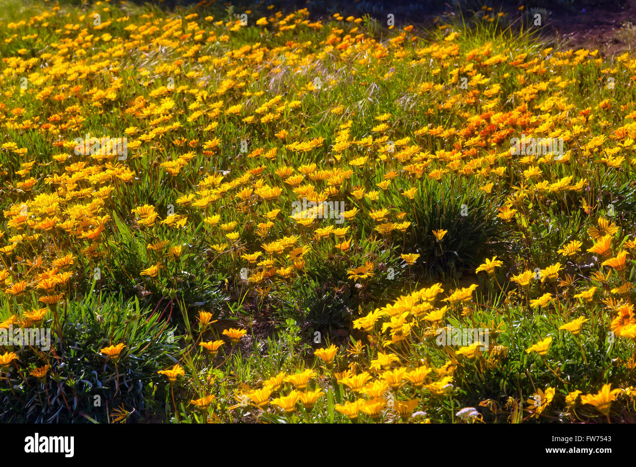 Treasure Flowers High Resolution Stock Photography and Images - Alamy