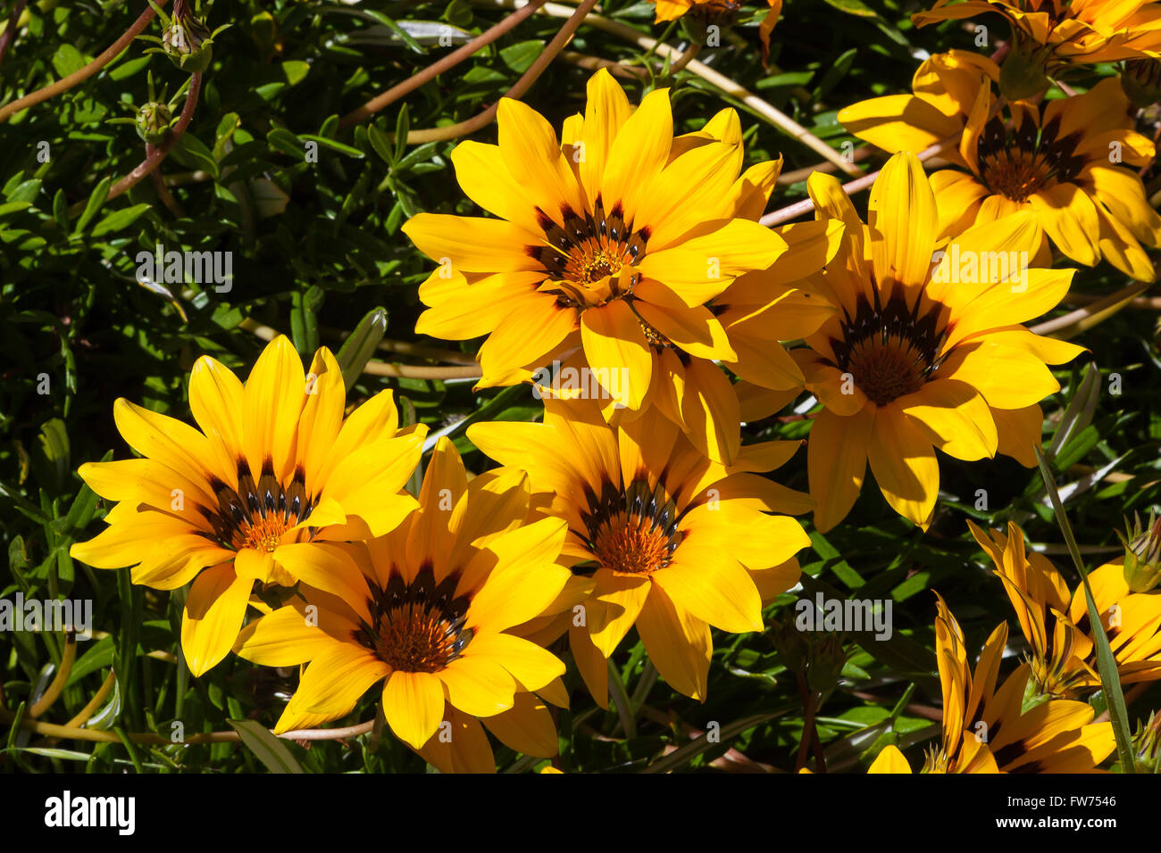 Treasure flowers hi-res stock photography and images - Alamy