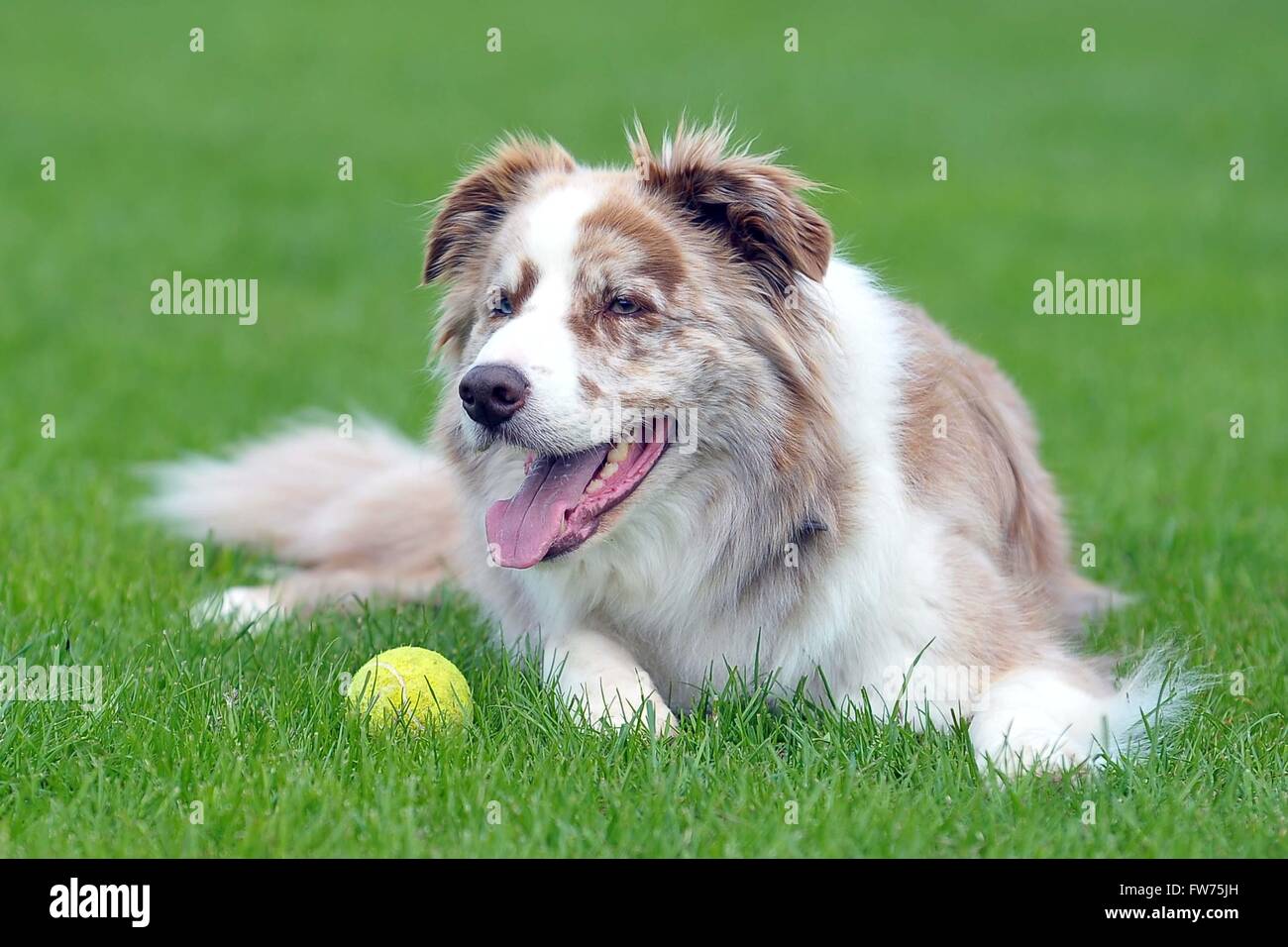 Border collie lying down hi-res stock photography and images - Alamy