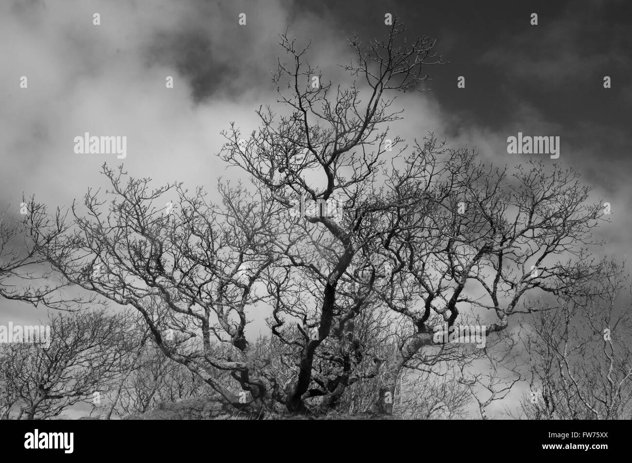 Tree Kilmory, Ardnamurchan, Scotland Photograph by marc marnie WORLD ...