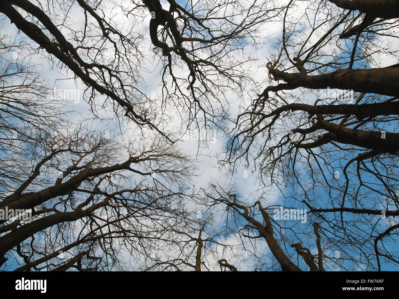 view through the treetop of a dark forest with big trees Stock Photo ...