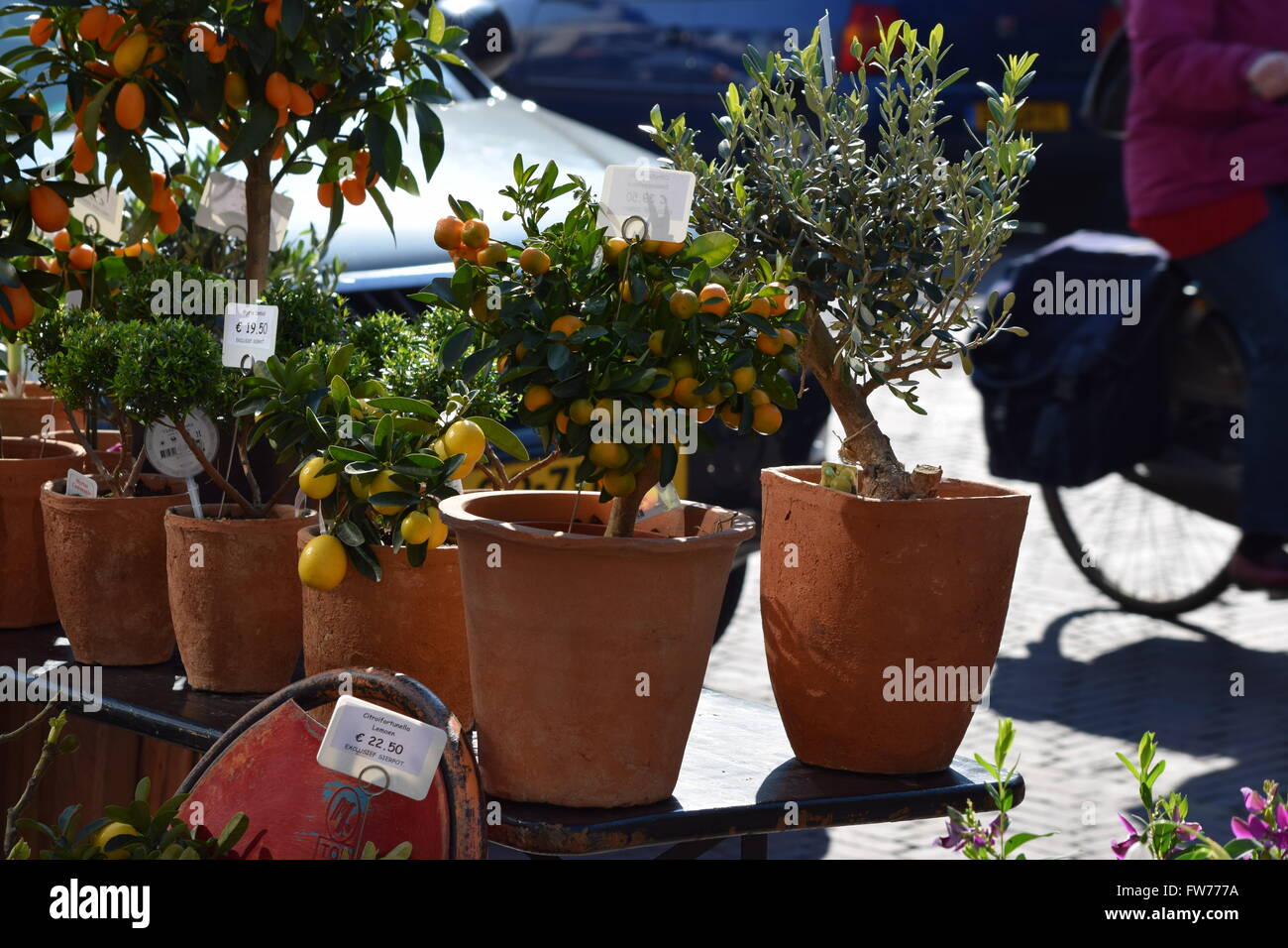 Miniature orange trees hi-res stock photography and images - Alamy