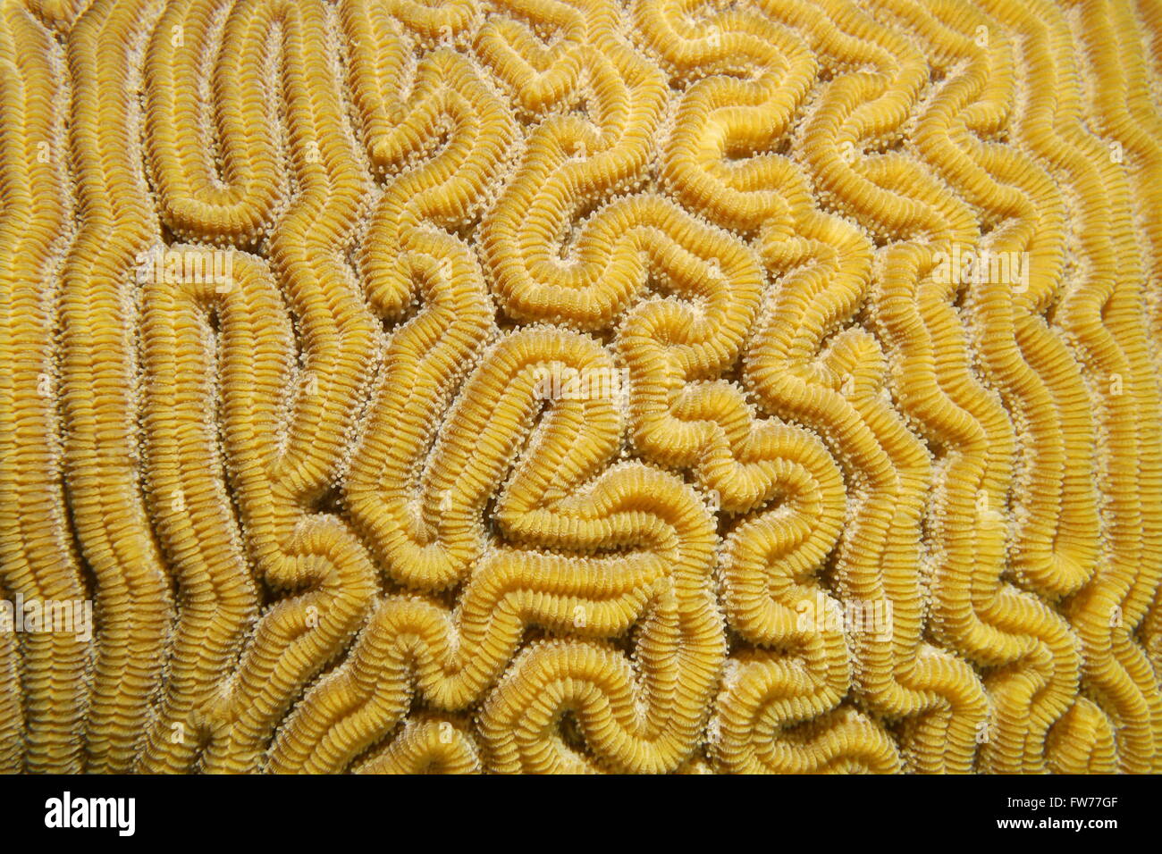 Labyrinthine brain hi-res stock photography and images - Alamy