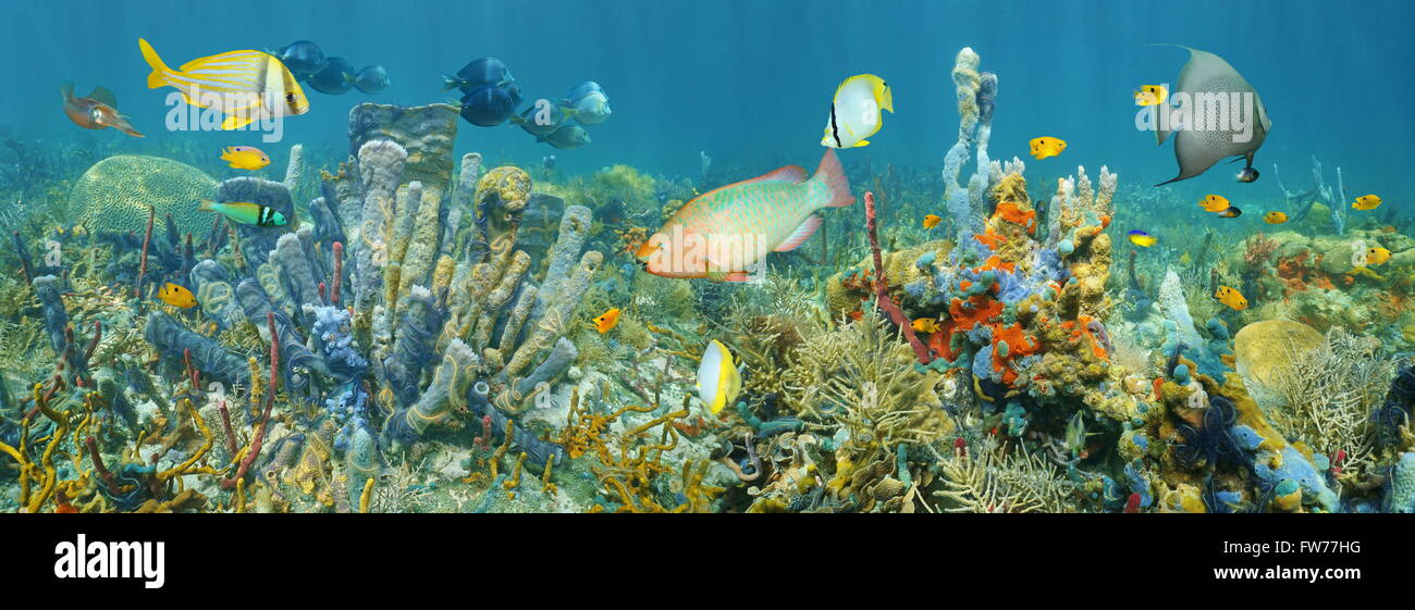 Coral reef underwater panorama with colorful marine life composed by ...