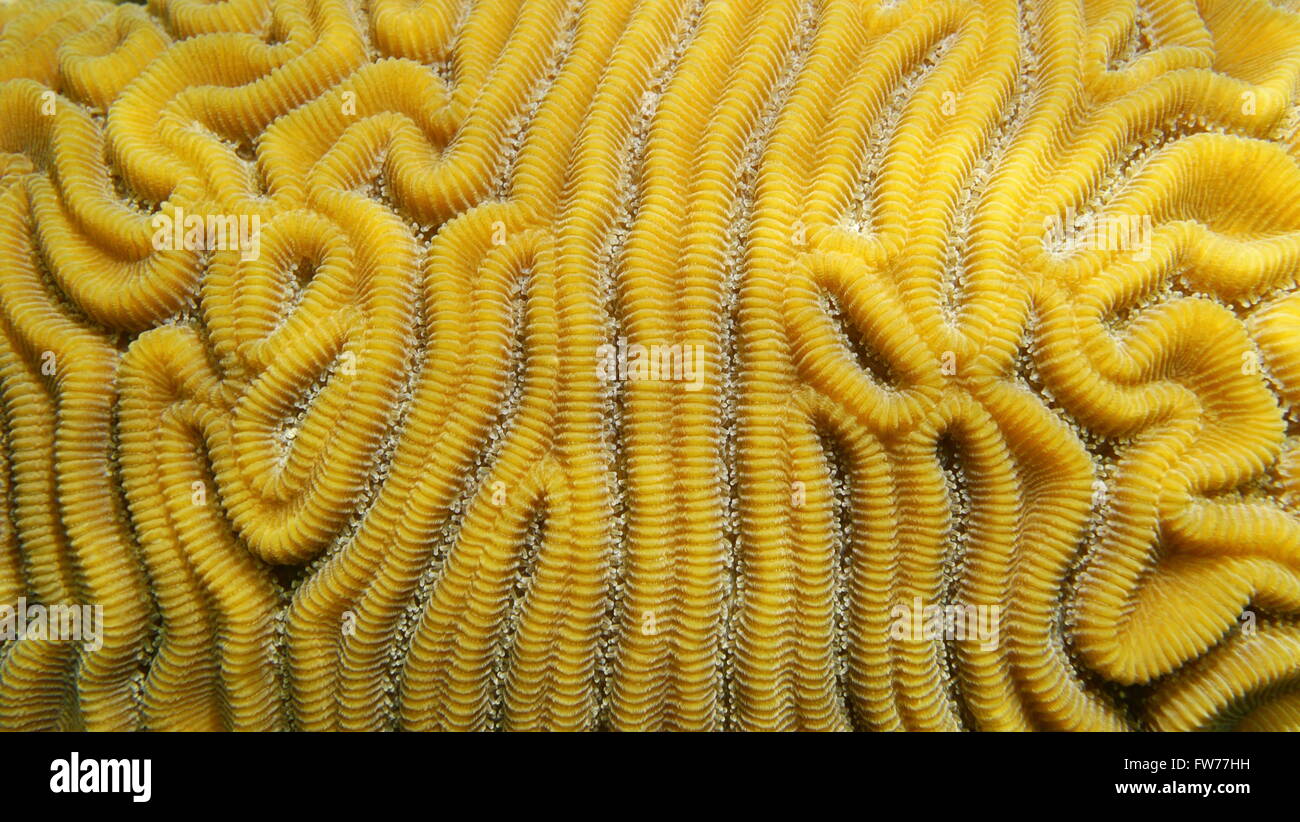 Grooved brain coral, Diploria labyrinthiformis, close-up, Atlantic ...