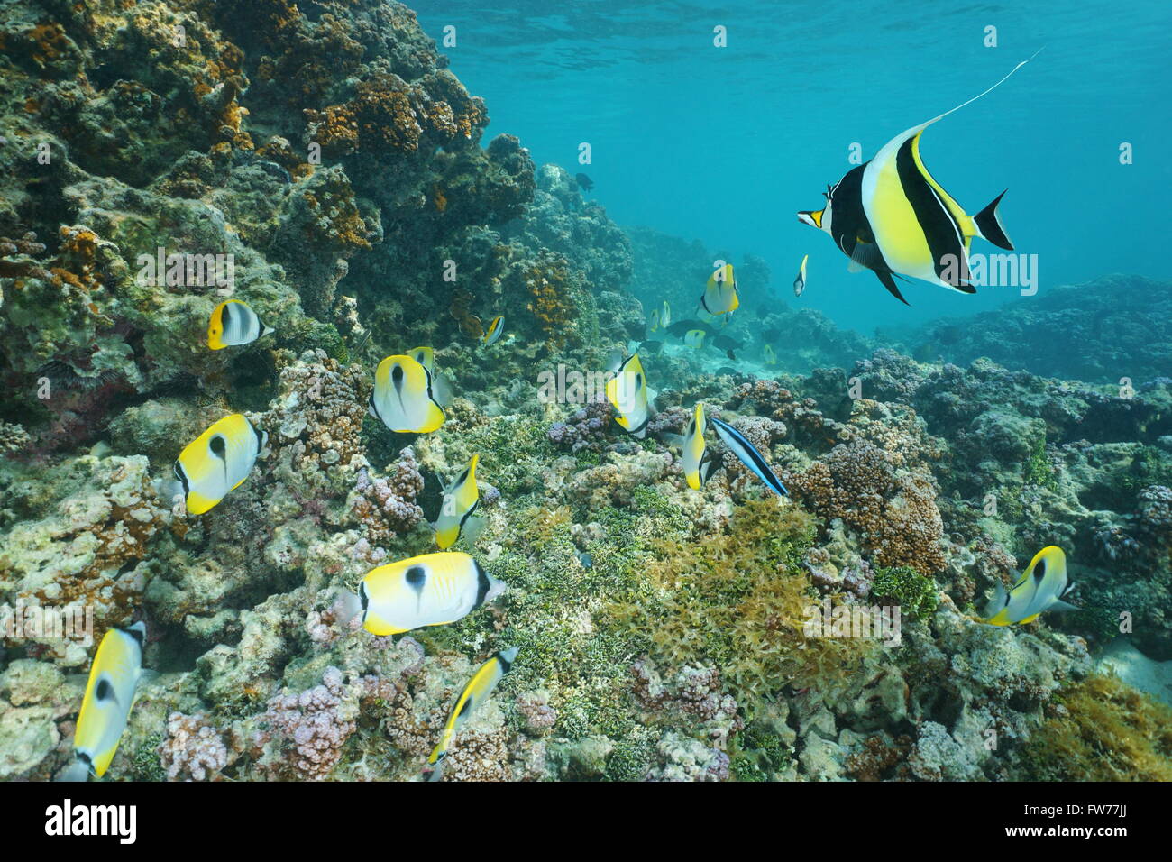 Underwater on a coral reef with tropical fish teardrop butterflyfish ...