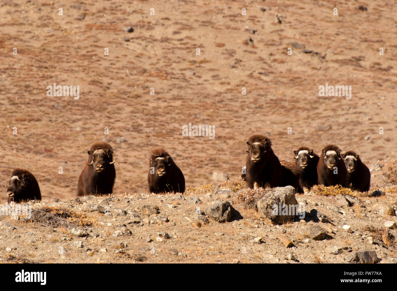 Musk ox hi-res stock photography and images - Alamy