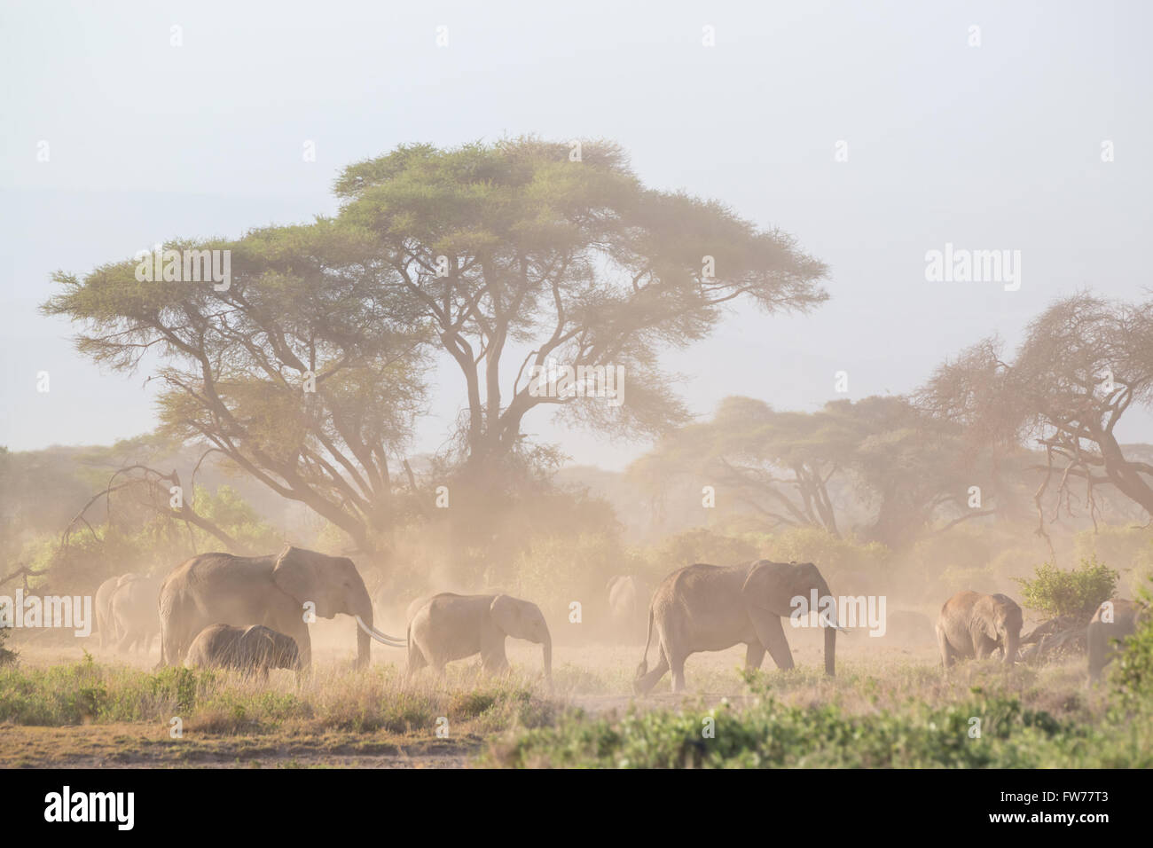 Elephants in front of Kilimanjaro, Amboseli, Kenya Stock Photo - Alamy