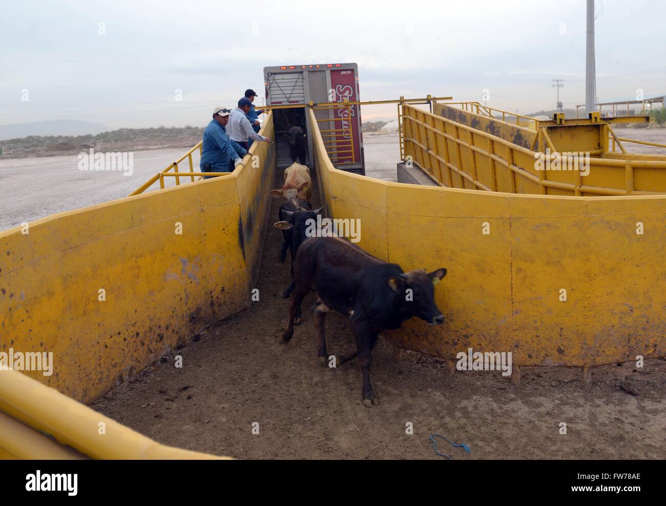 Beef cattle run down a chute at the SuKarne Lucero agropark meet ...