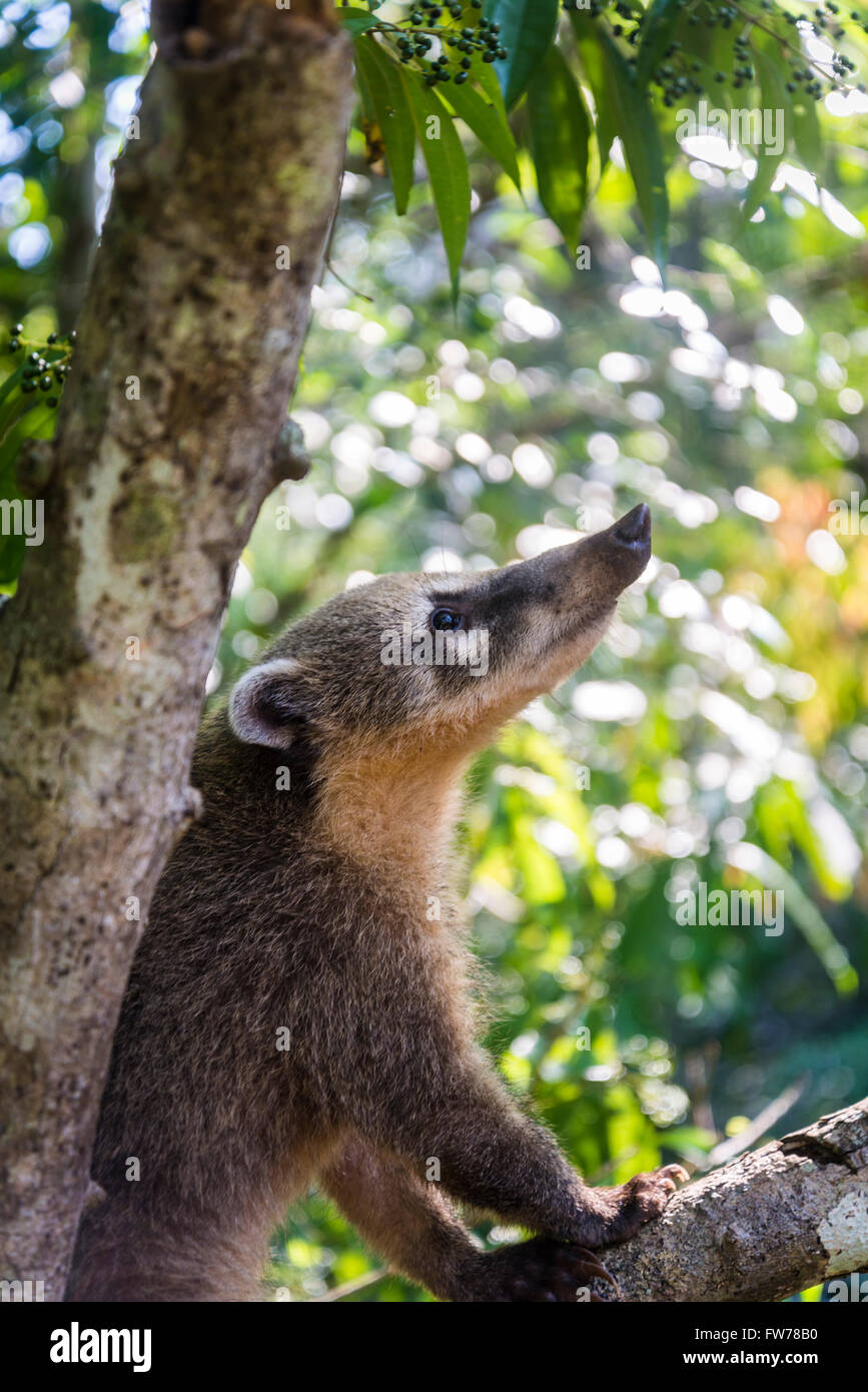 Foz do iguacu, coati hi-res stock photography and images - Alamy